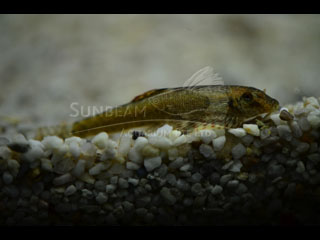 Fresh Water Fish – Loach | Sunbeam Aquarium Singapore