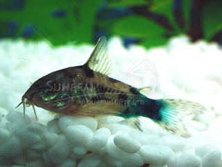 Fresh Water Fish – Catfish | Sunbeam Aquarium Singapore