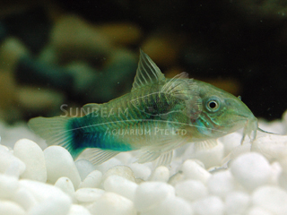 Fresh Water Fish – Catfish | Sunbeam Aquarium Singapore