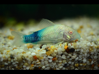 Fresh Water Fish – Catfish | Sunbeam Aquarium Singapore