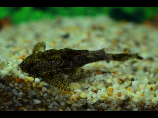 Fresh Water Fish – Catfish | Sunbeam Aquarium Singapore