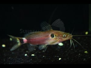 Fresh Water Fish - Catfish - Sunbeam Aquarium Singapore