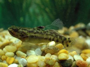 Fresh Water Fish - Goby - Sunbeam Aquarium Singapore