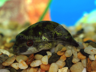 Fresh Water Fish – Puffer | Sunbeam Aquarium Singapore
