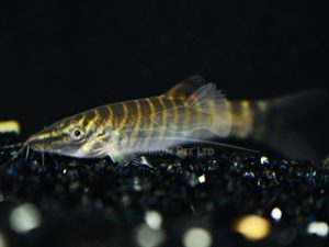 Fresh Water Fish - Loach | Sunbeam Aquarium Singapore