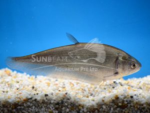 Fresh Water Fish - Knife Fish | Sunbeam Aquarium Singapore
