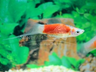 Fresh Water Fish – Swordtail | Sunbeam Aquarium Singapore