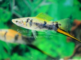 Fresh Water Fish – Swordtail | Sunbeam Aquarium Singapore