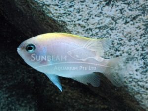 Marine Aquarium Fishes - Damsel