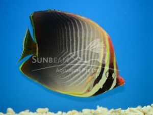 Marine Aquarium Fishes - Butterfly Fishes