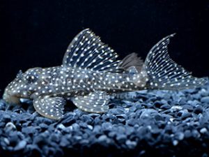 Fresh Water Fish - L number Plecos - Sunbeam Aquarium Singapore