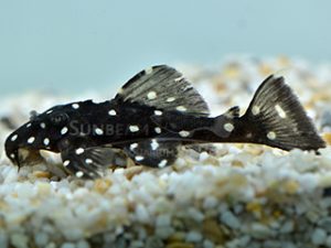Fresh Water Fish - L number Plecos - Sunbeam Aquarium Singapore