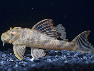 Fresh Water Fish - L number Plecos - Sunbeam Aquarium Singapore