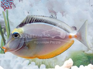 Marine Fishes - Surgeon Fishes - Sunbeam Aquarium Singapore