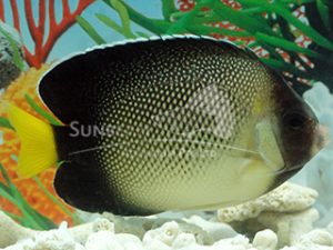 Marine Fishes - Angel - Sunbeam Aquarium Singapore