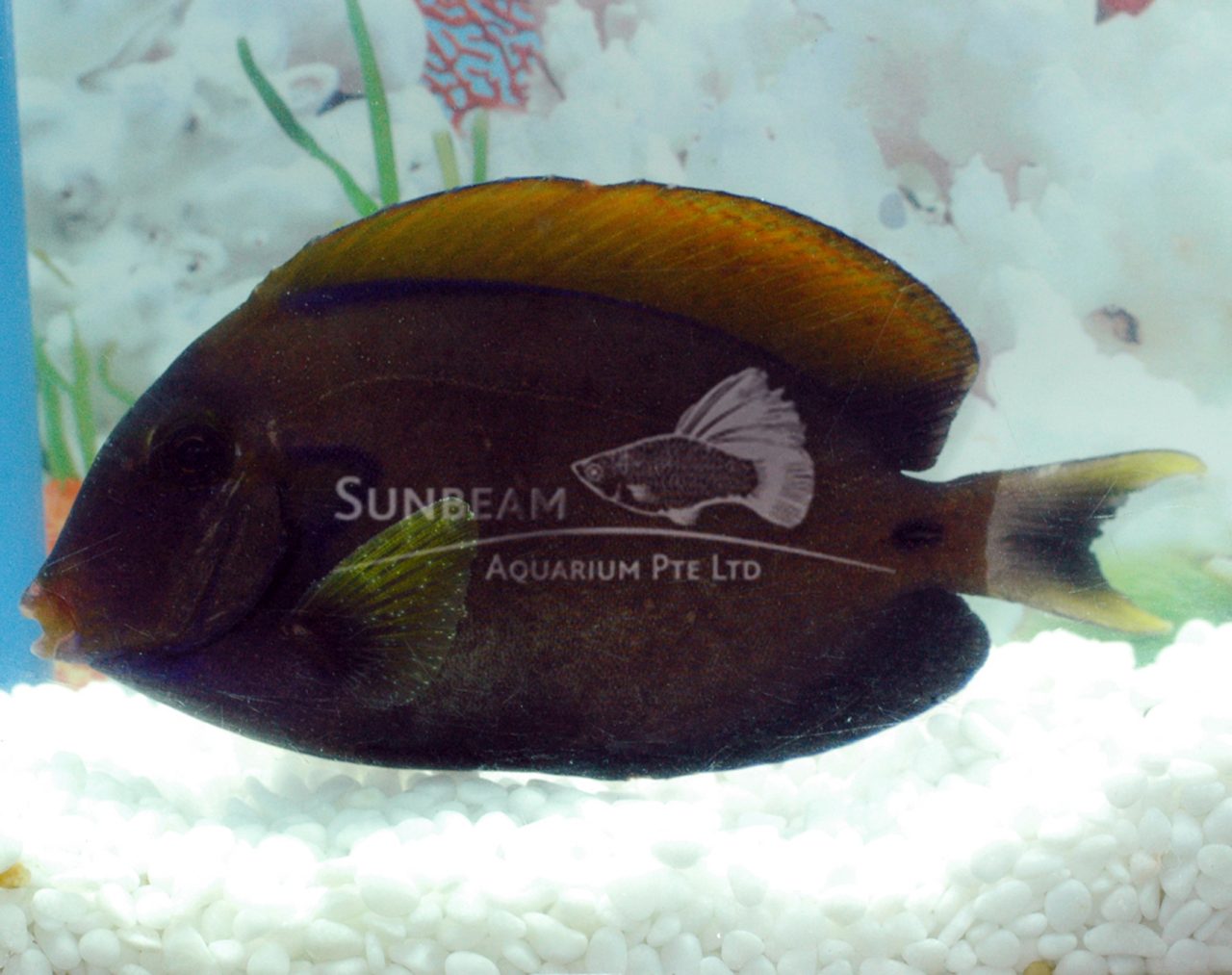 Marine Fishes - Surgeon Fishes - Sunbeam Aquarium Singapore