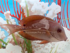 Marine Fishes - Surgeon Fishes - Sunbeam Aquarium Singapore