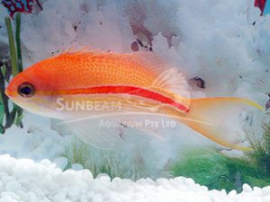 Marine Fishes - Coral Anthias - Sunbeam Aquarium Singapore