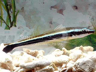 Marine Fishes - Blanquillo - Sunbeam Aquarium Singapore